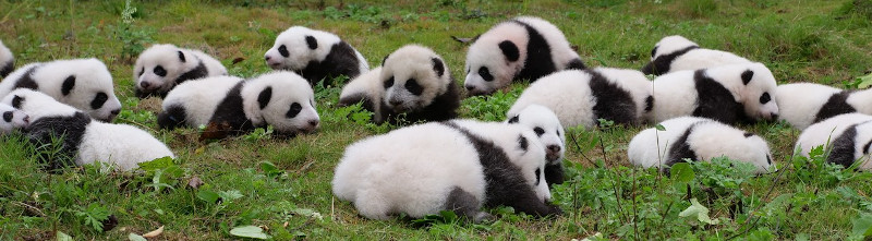 An Update On The Pandas Documentation